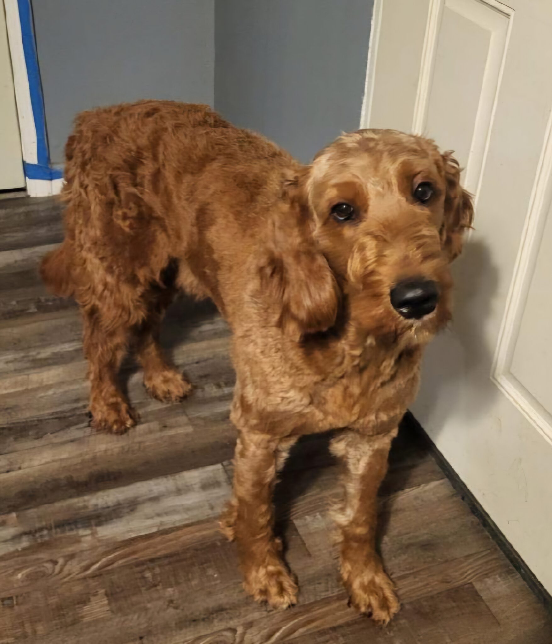 Recovery Room Dogs – Mississippi Coalition for Animal Protection