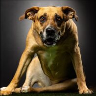 Mississippi Coalition for Animal Protection – Saving Animals in Crisis